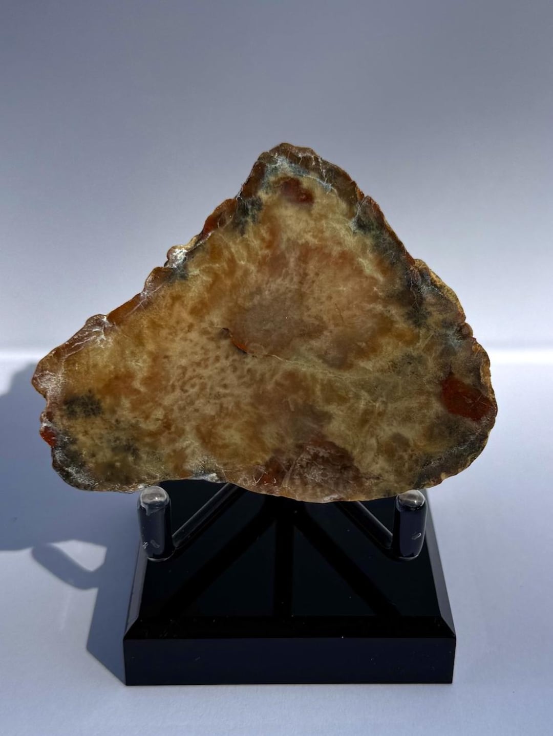 Polished Coprolite Fossil: Authentic Dinosaur Dung From Utah - Etsy