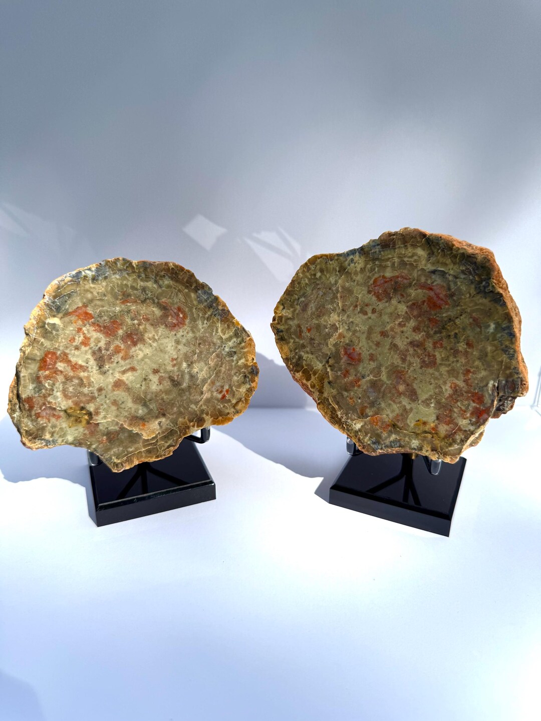 Polished Coprolite Fossil: Authentic Dinosaur Dung From Utah - Etsy