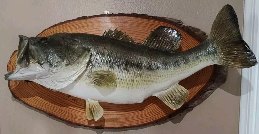 Largemouth Bass Taxidermy Real Skin Mounted Fish 8lb 20 Long Oddities ...