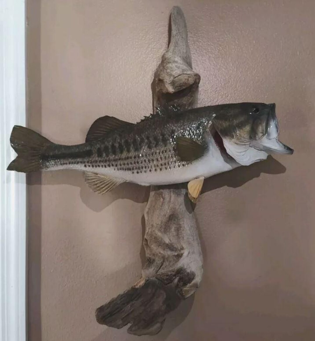 Largemouth Bass Taxidermy Real Skin Mounted Fish 8lb 21 Long Oddities ...