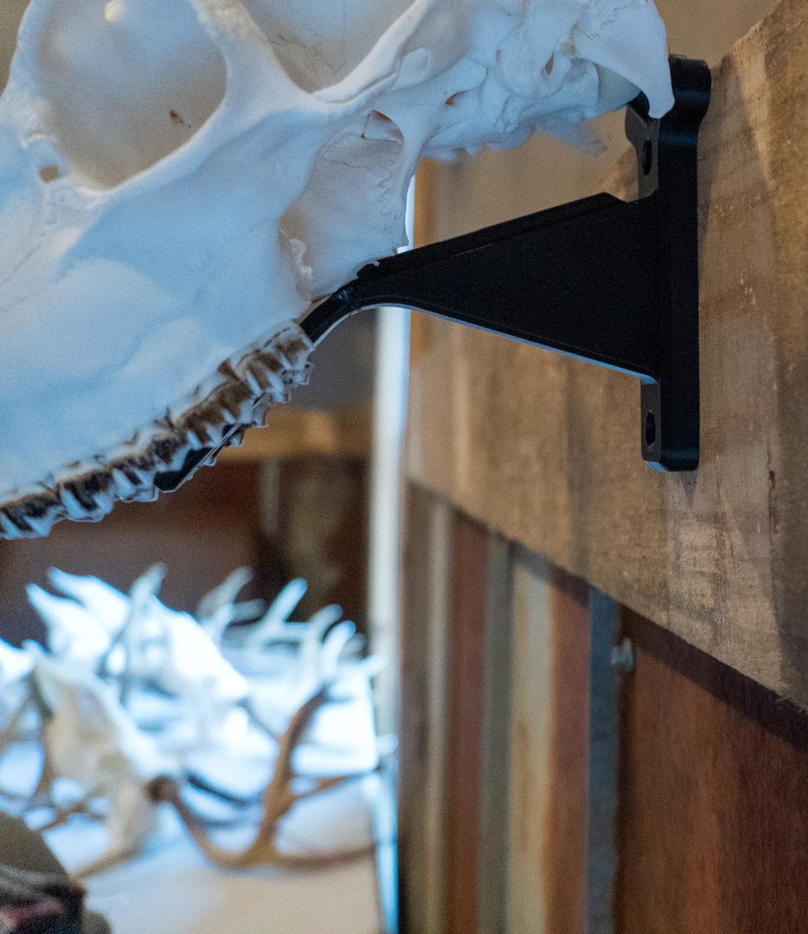 European Deer Skull Mount Hanger - Etsy