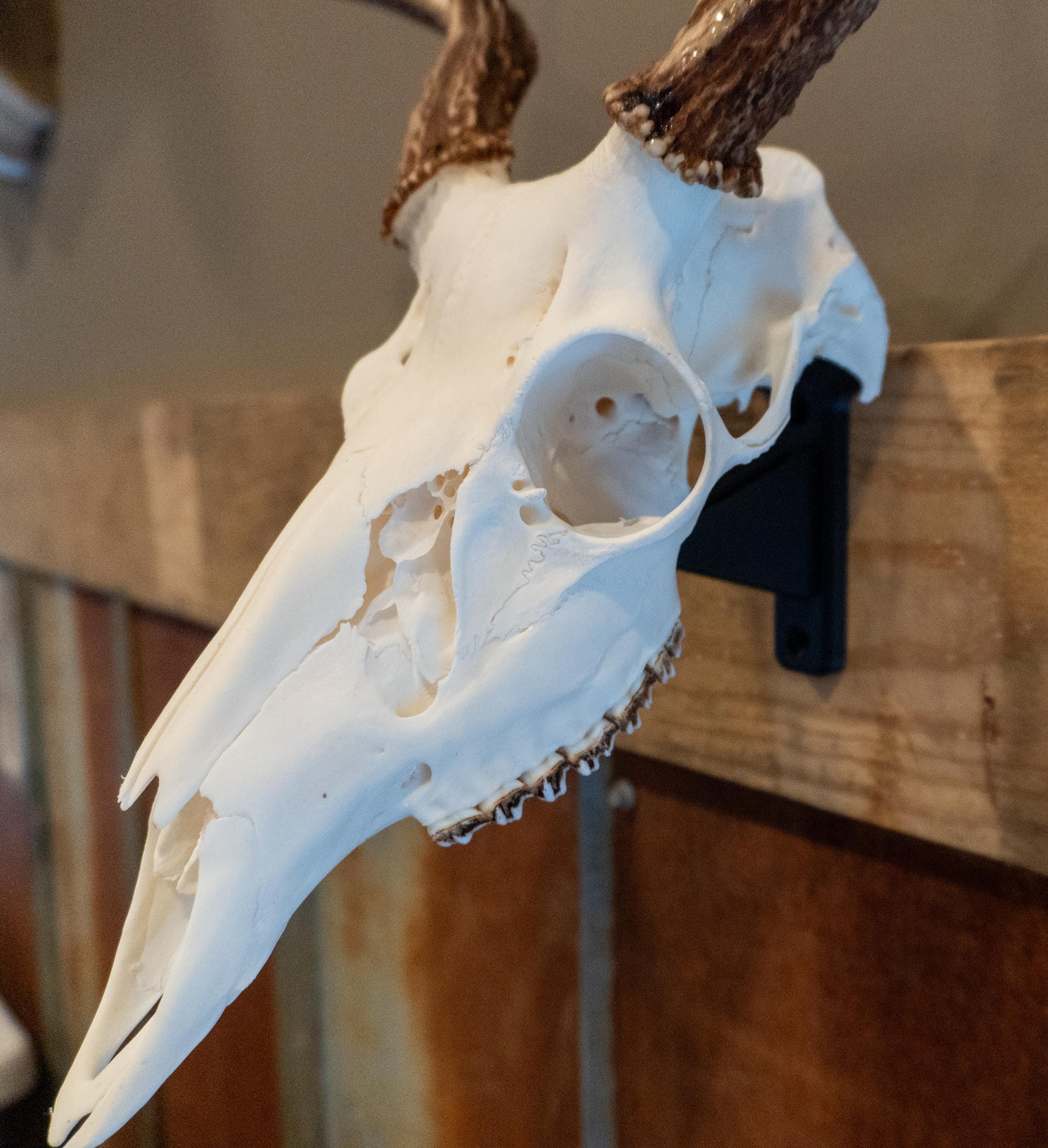 European Deer Skull Mount Hanger - Etsy