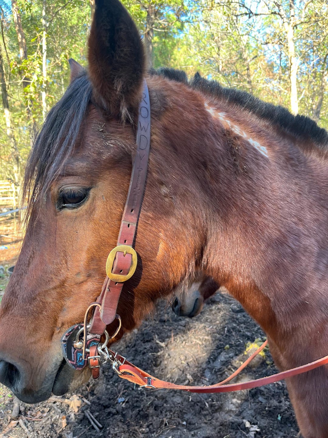 Custom BLM Wild Mustang Bridle. - Etsy