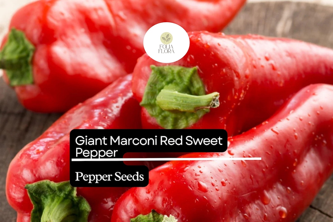 250mg Giant Marconi Red Sweet Pepper Seeds Capsicum Annuum | High Yield ...