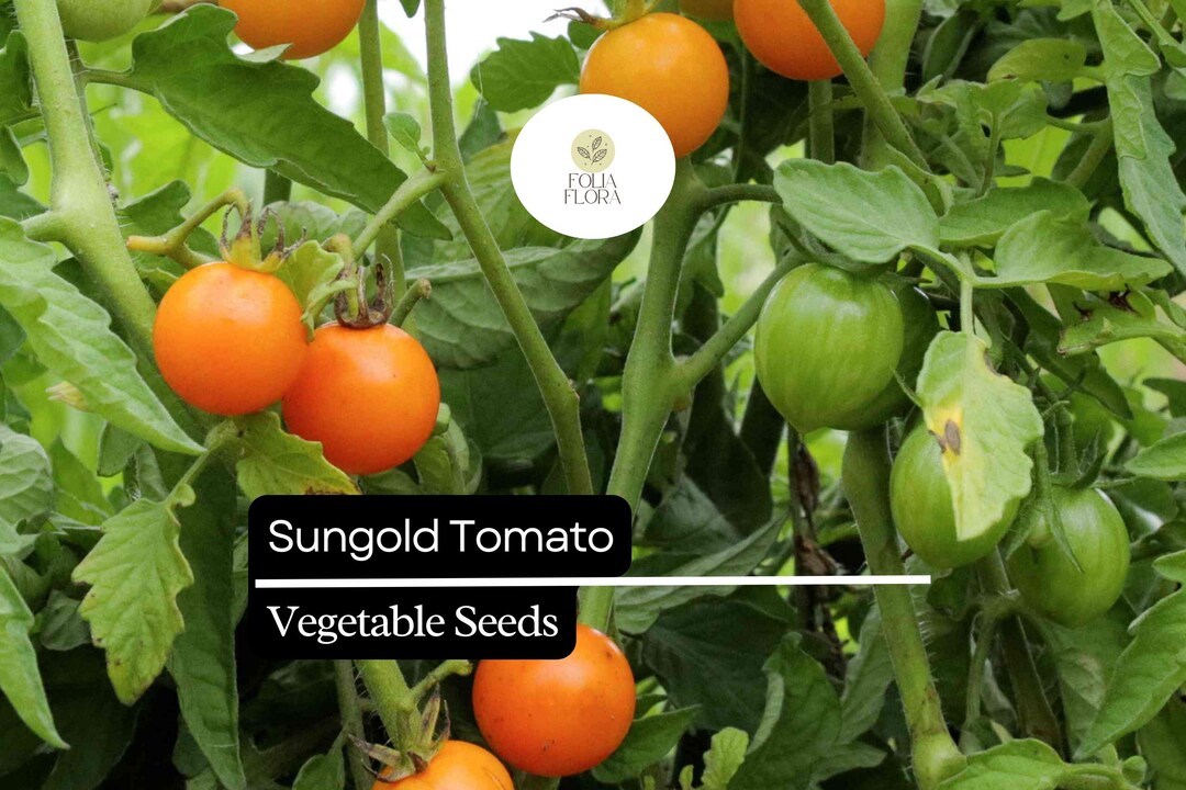 10 Seeds Sungold Tomato (solanum Lycopersicum) - Sweet Cherry Tomatoes | Prolific Hybrid for ...