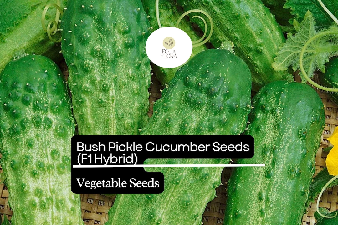 15 Seeds Bush Pickle Cucumber (cucumis Sativus) - Compact F1 Hybrid ...