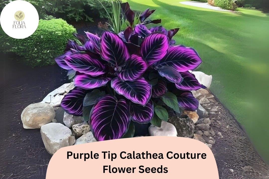 Purple Tip Calathea Couture Seeds | Exotic Tropical Foliage (25+ Seeds ...