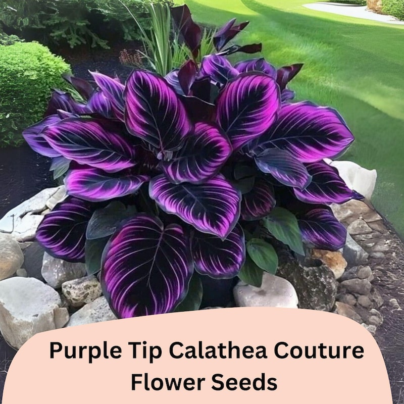 Purple Tip Calathea Couture Flower - Etsy