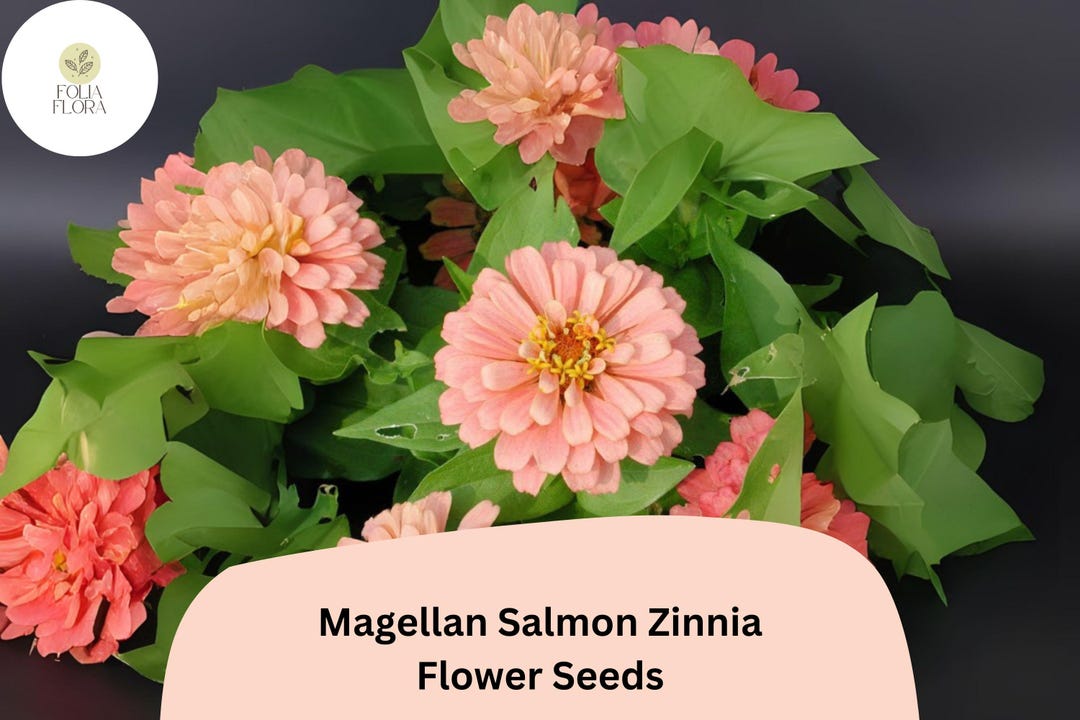 100+ Magellan Salmon Zinnia Seeds – Soft Salmon Blooms for Garden Beds ...