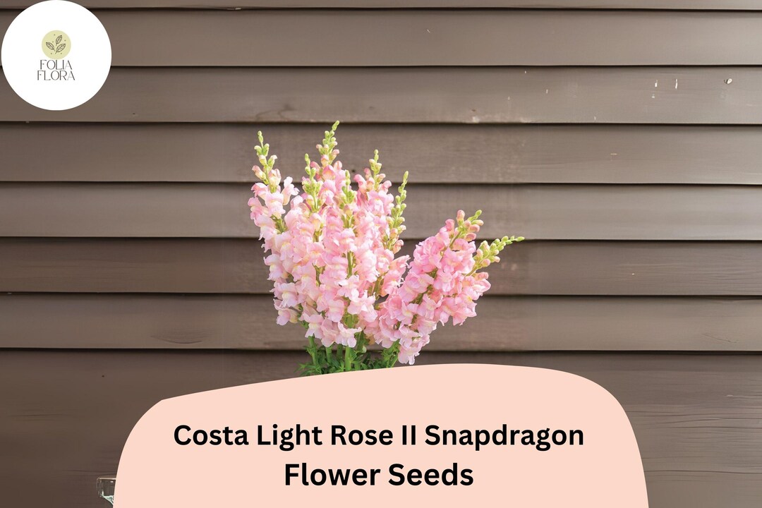 Costa Light Rose II Snapdragon Seeds (antirrhinum Majus) | 1000+ Seeds ...
