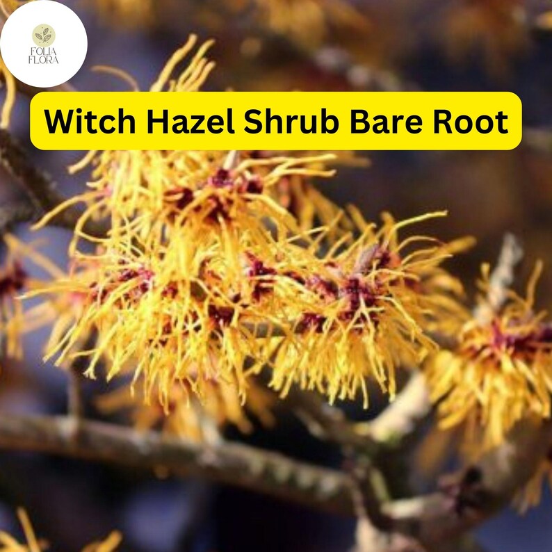 Fragrant Witch Hazel Shrub – Yellow Ribbon Blooms, Zones 3-8 - Etsy