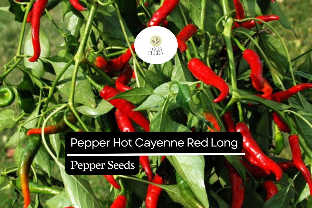 Cayenne Red Long Pepper Seeds | Hot, Non-gmo (300mg) - Etsy