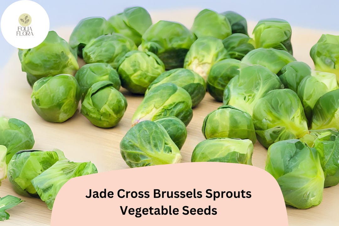 500+ Jade Cross Brussels Sprouts Seeds – Compact, High-yield & Cold ...