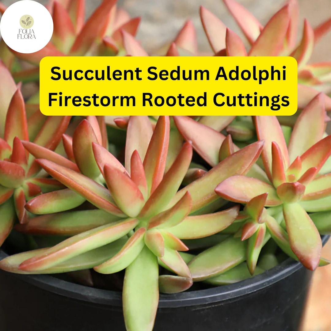 5 Rooted Live Plant Cuttings Succulent Sedum Adolphi 'firestorm' | Vibrant Red-orange Edges ...