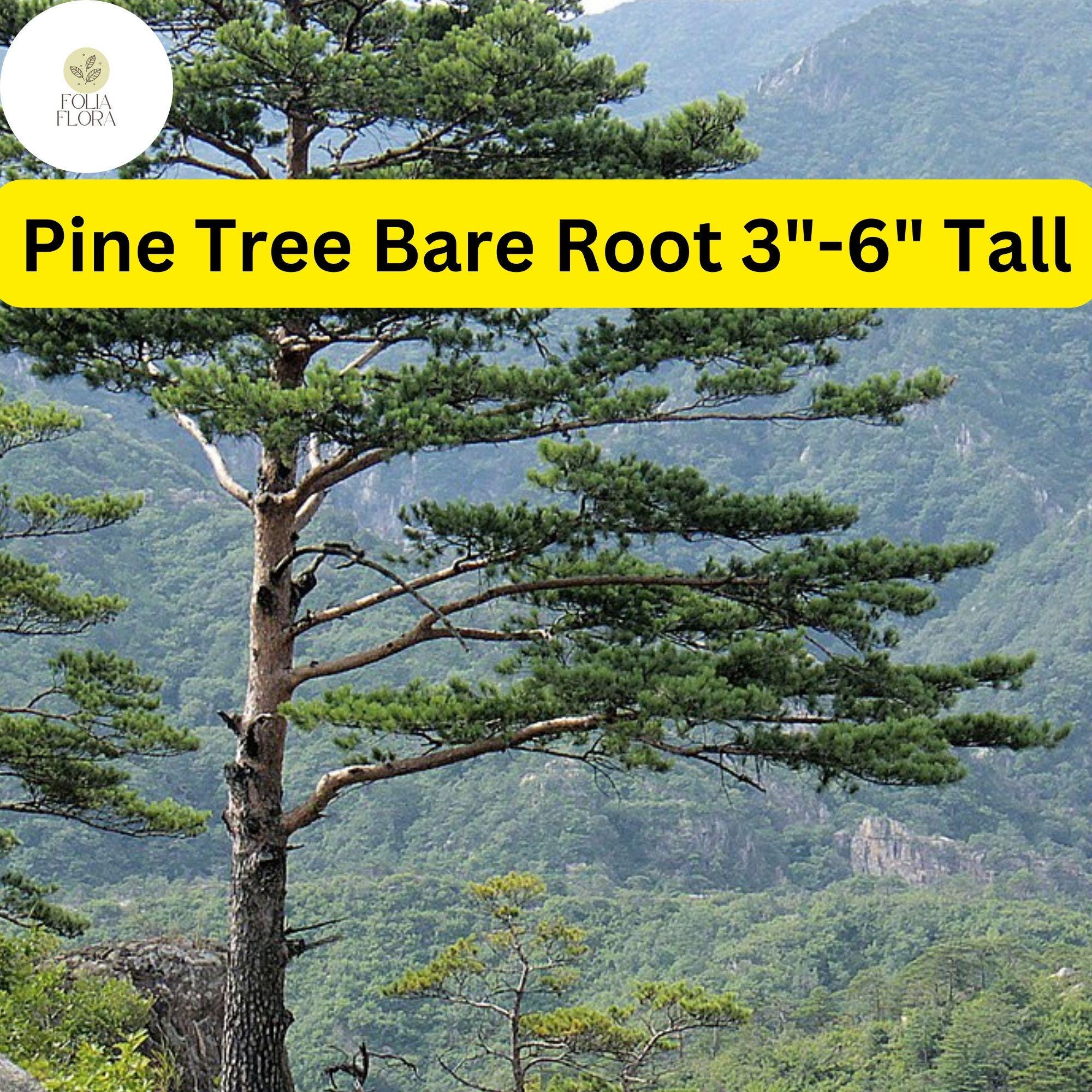 10 Pine Tree Seedlings 3