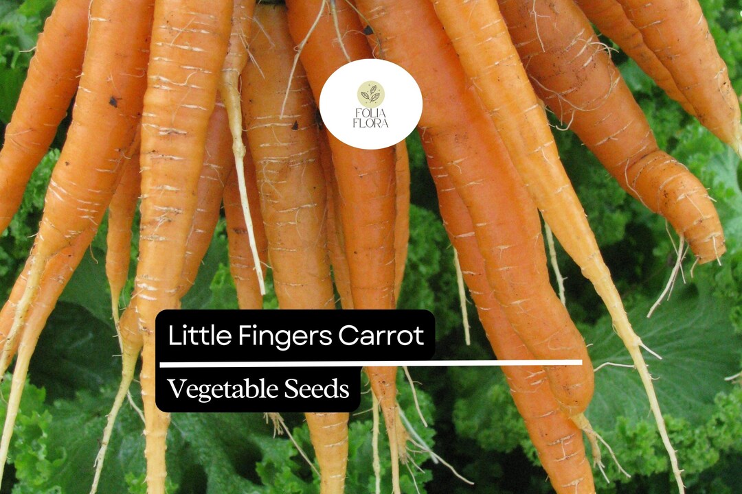 300 Little Fingers Carrot Seeds – Daucus Carota – Heirloom, Sweet ...
