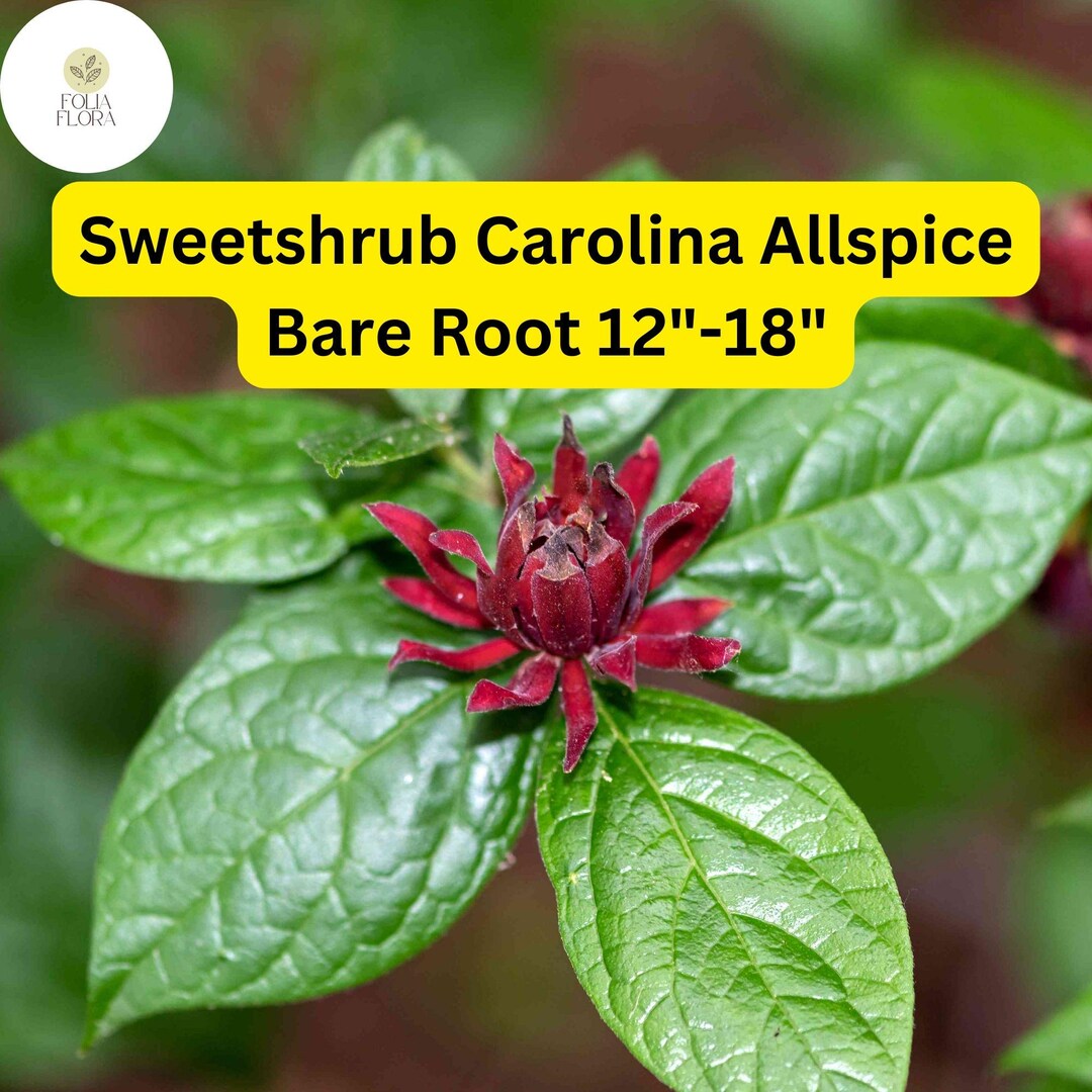 1 Sweetshrub (calycanthus Floridus) – Carolina Allspice Live Bare Root ...