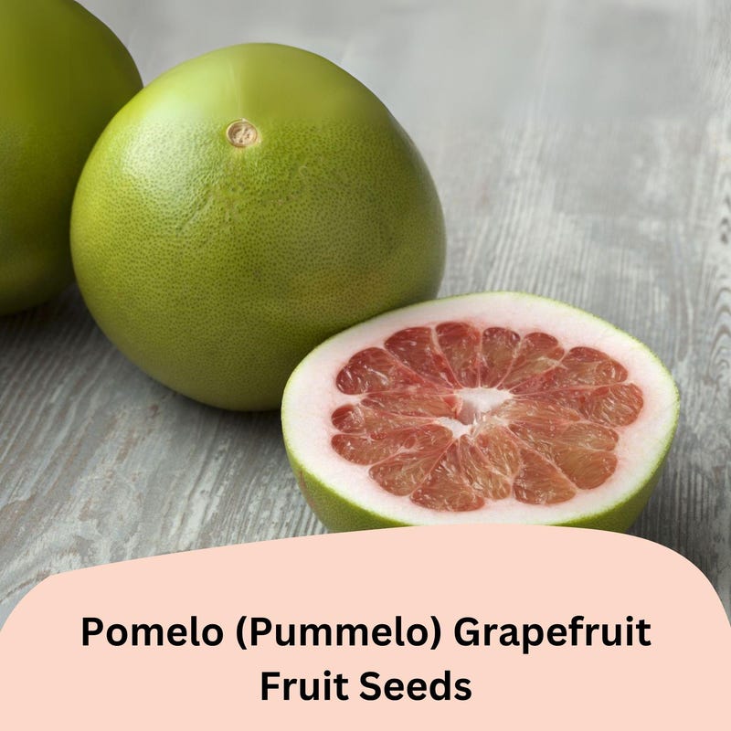Pomelo Tree - Etsy