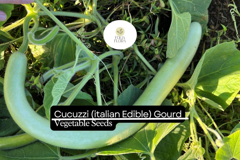 10 Seeds Cucuzzi Italian Edible Gourd Lagenaria Siceraria | Heirloom ...