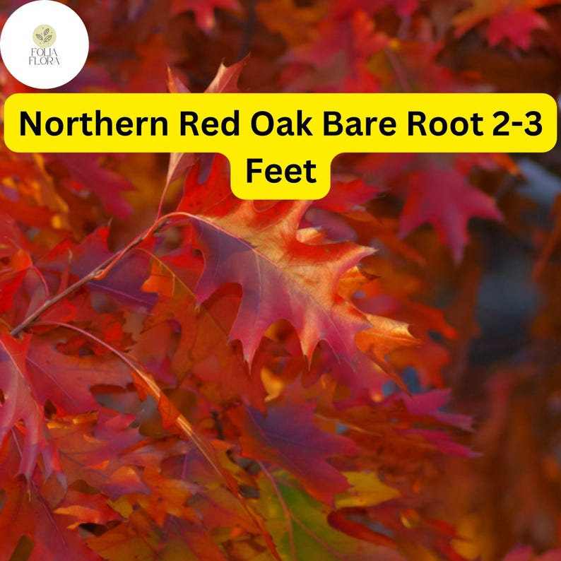 1 Northern Red Oak Tree (quercus Rubra) - Live Bare Root Plant 2-3 Feet ...