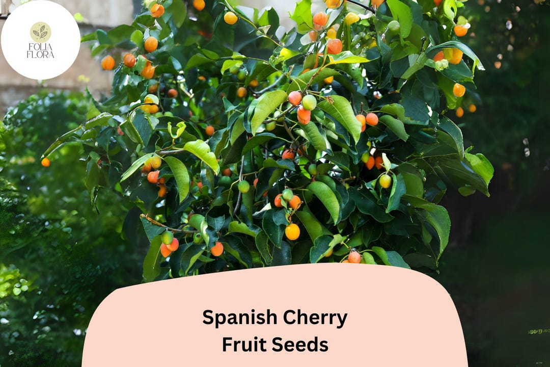 Spanish Cherry Seeds | Muntingia Calabura, Tropical Fruit Tree - Etsy