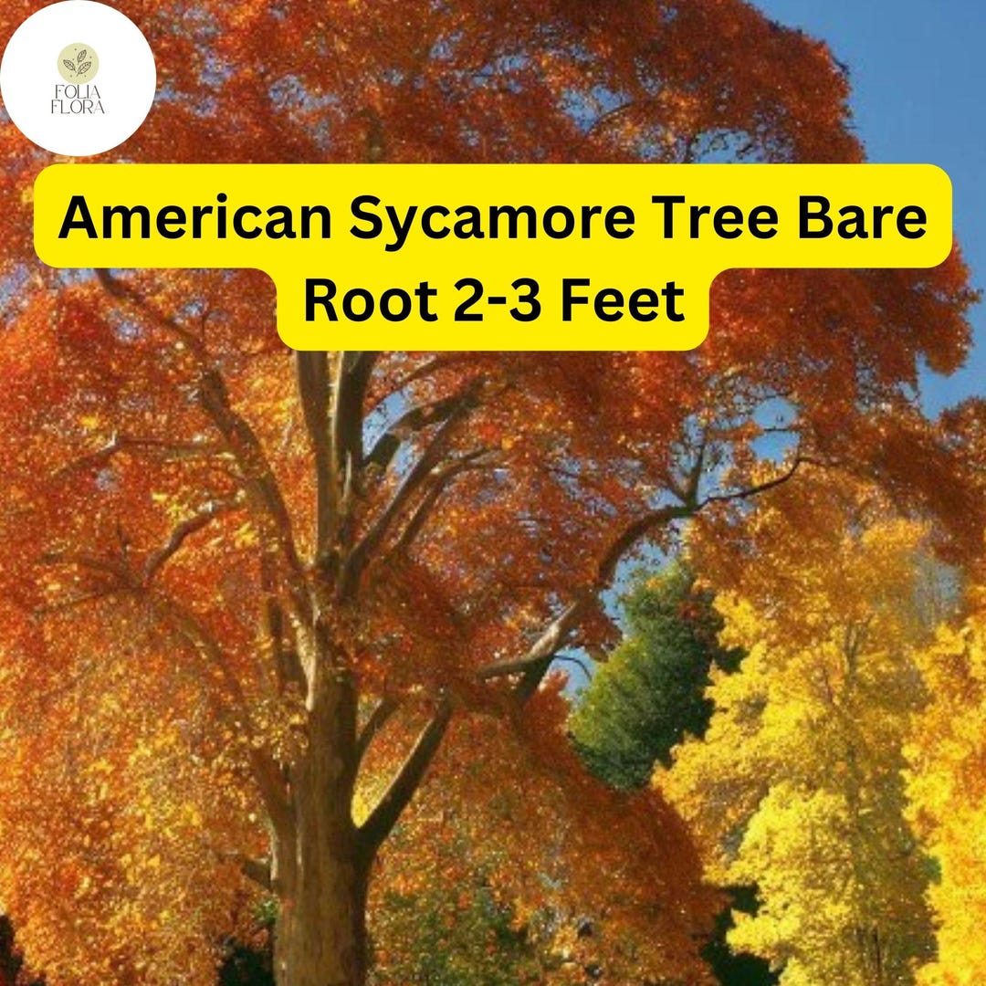 1 Platanus Occidentalis American Sycamore Tree - 2-3 Ft Live Bare Root ...