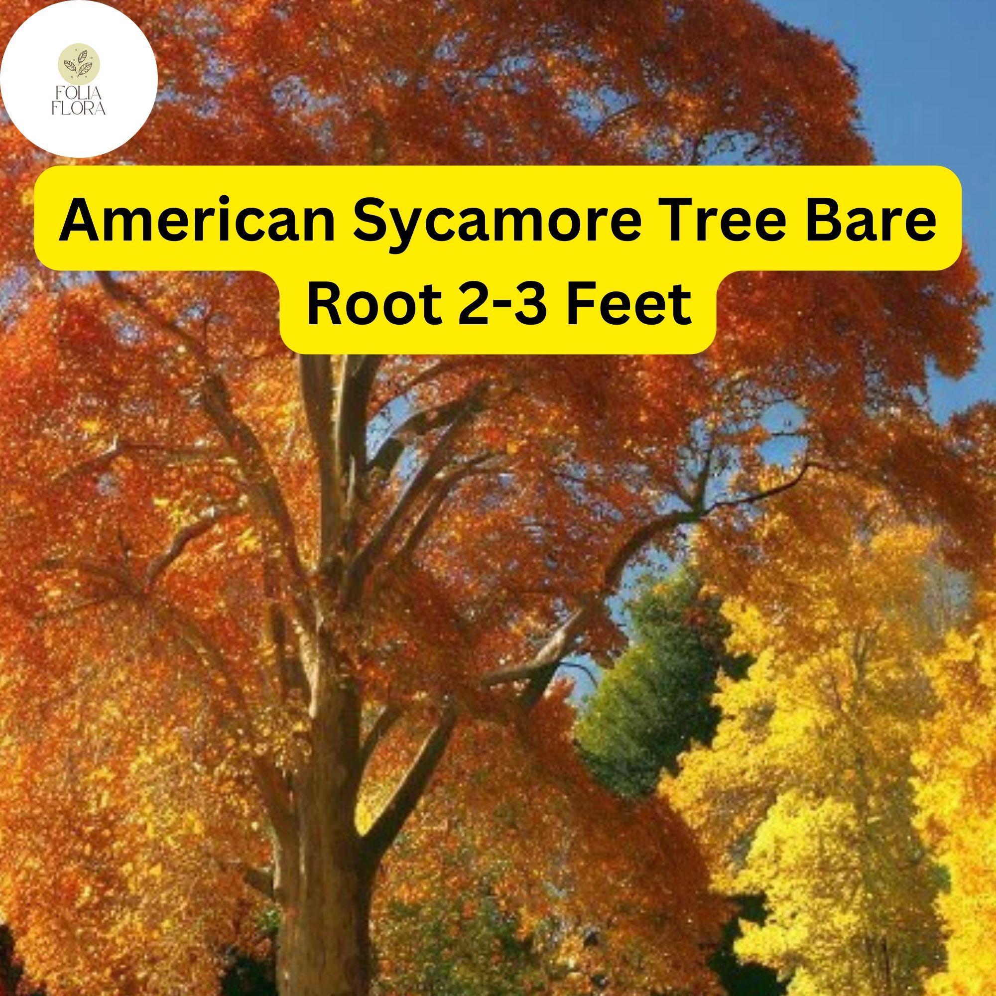 1 Platanus Occidentalis American Sycamore Tree - 2-3 Ft Live Bare Root ...