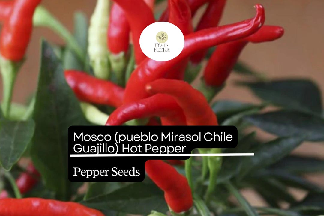 250mg Mosco Pueblo Mirasol Chile Guajillo Hot Pepper Seeds Capsicum ...