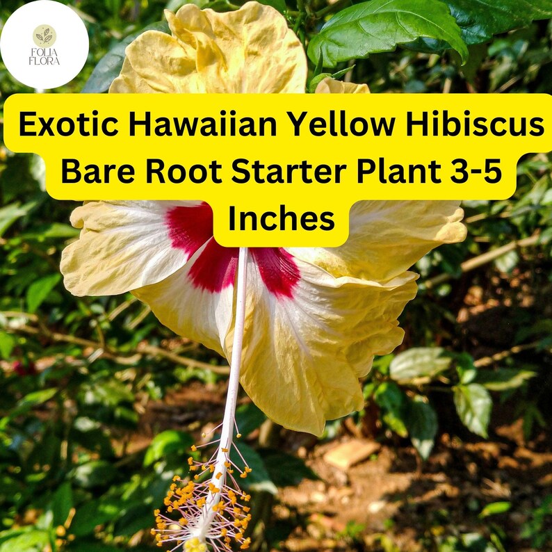 1 Hibiscus Rosa-sinensis 'hawaiian Yellow' - Exotic Yellow Hibiscus ...