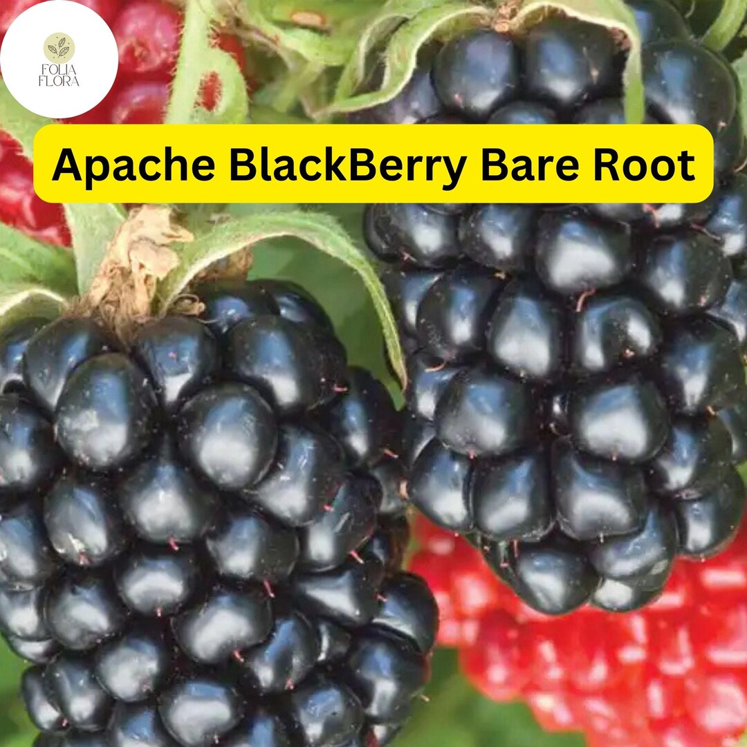 1 Live Bare Root Starter Plant Apache Thornless Blackberry Plant, Rubus ...