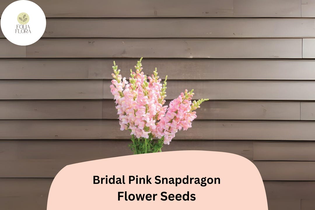 Bridal Pink Snapdragon Seeds (antirrhinum Majus) | 1000+ Seeds | Soft ...