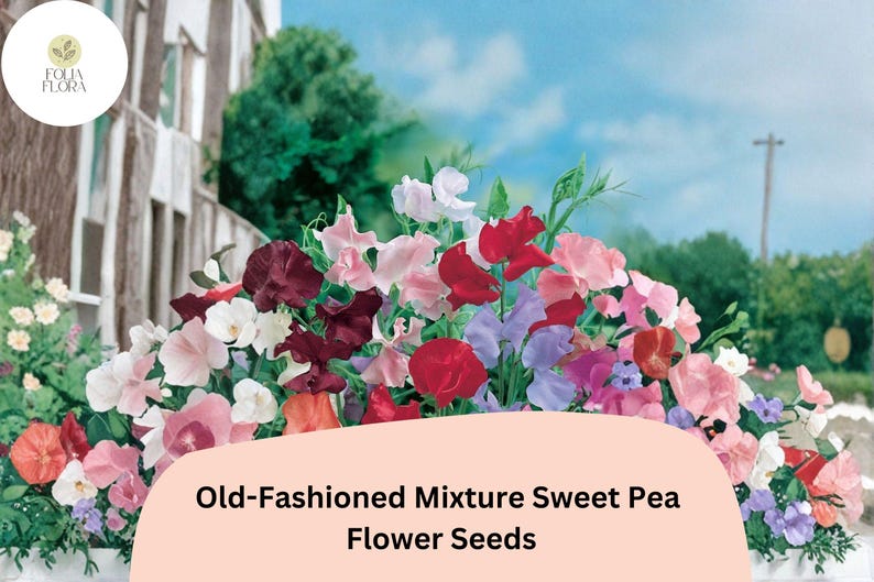 50+ Old-fashioned Mixture Sweet Pea Seeds | Fragrant Mixed Colors ...