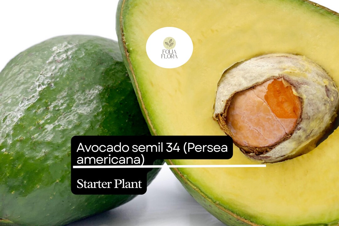 1 Avocado Semil 34 (persea Americana) Starter Plant – Tropical Live ...