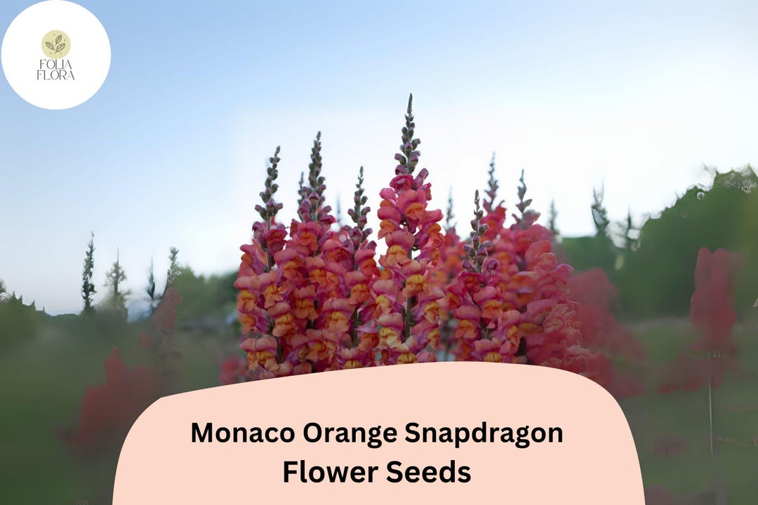 Antirrhinum Majus Monaco Orange Snapdragon Seeds – 1000+ Bright Blooms ...
