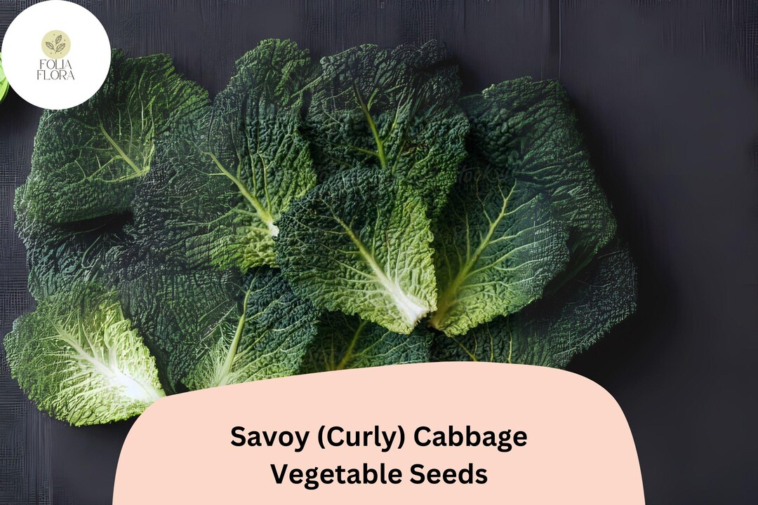 500+ Savoy Cabbage Seeds | Curly-leaf Heirloom Vegetable | Brassica ...