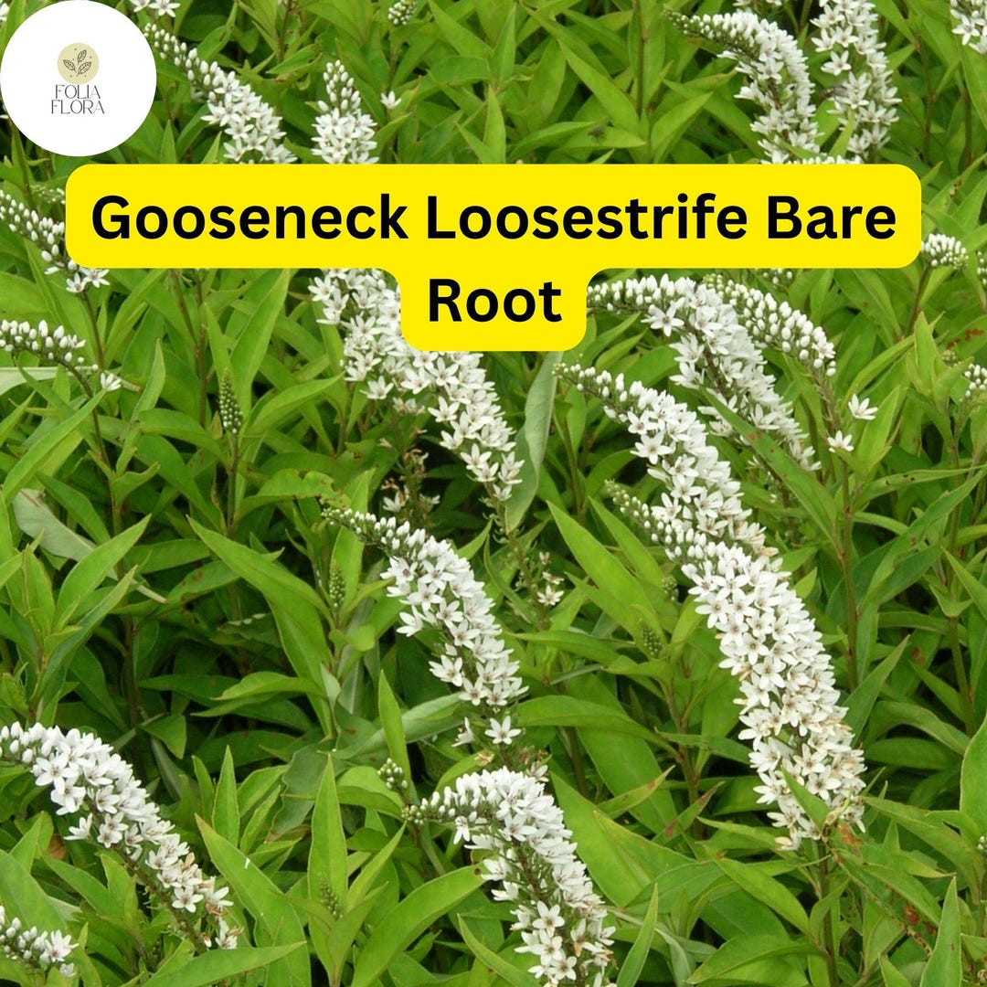 10 Bare Root Gooseneck Loosestrife Perennial Plants, Lysimachia ...