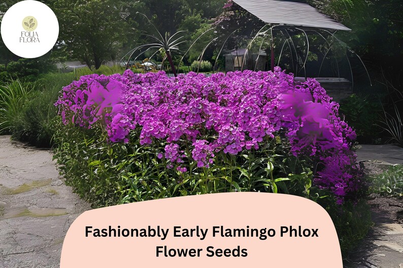 100+ Fashionably Early Flamingo Phlox Seeds – Purple Garden Flowers ...