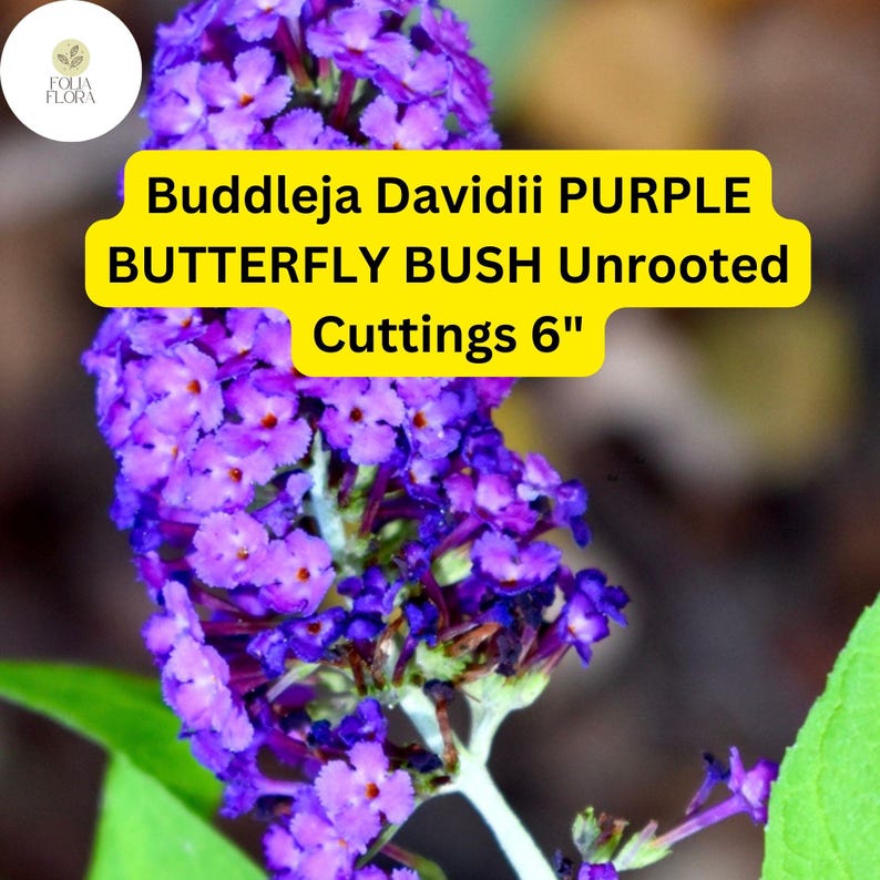 Buddleja Davidii | Purple Butterfly Bush | 7 Live 6” Unrooted Cuttings ...