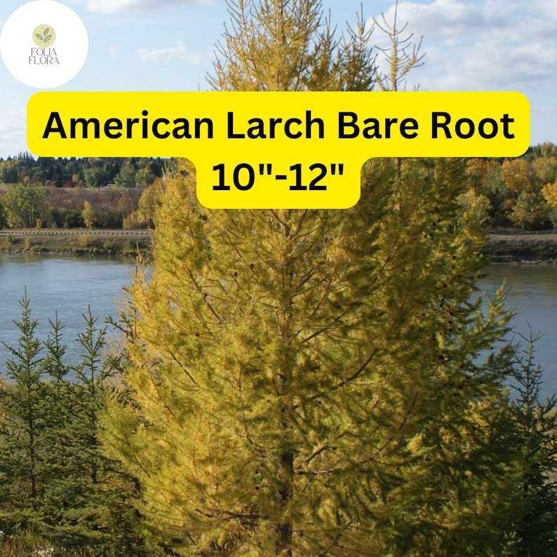 American Larch Tree, Bare Root Larix Laricina, Hardy Conifer - Etsy