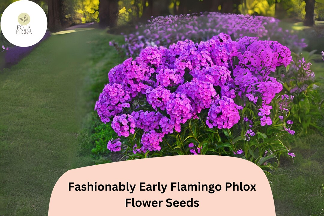 100+ Fashionably Early Flamingo Phlox Seeds – Purple Garden Flowers ...