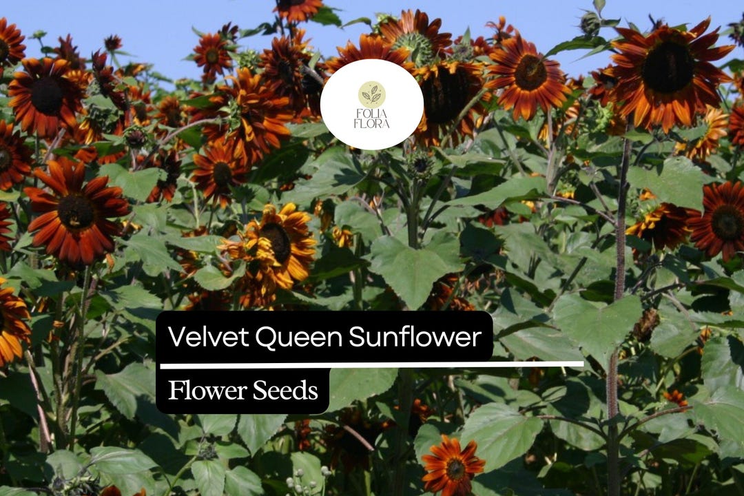 1g Velvet Queen Sunflower Seeds - Helianthus Annuus, Deep Red Blooms ...