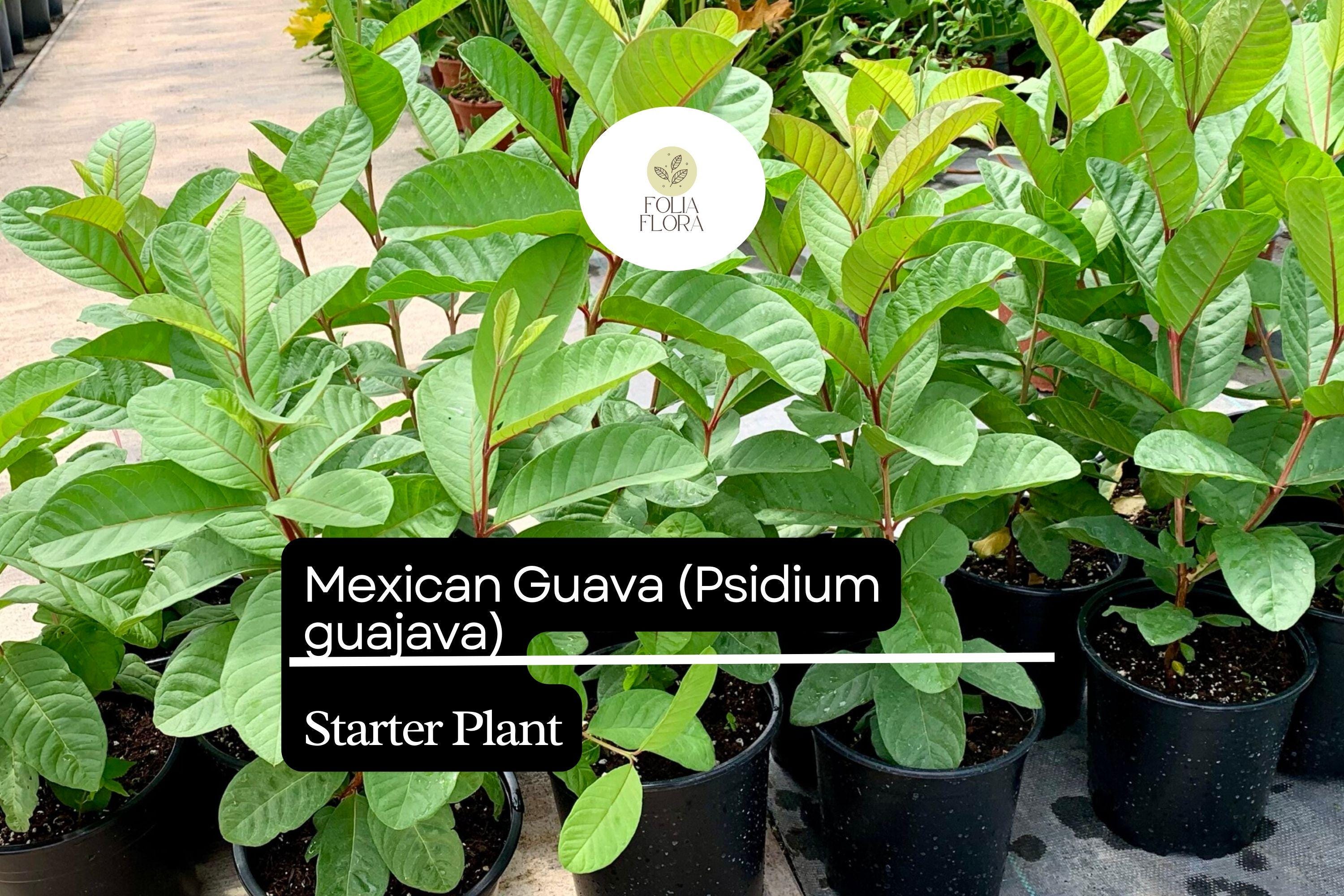 Mexican Guava Starter Plant, Live Tropical Fruit Tree (1-2') - Etsy