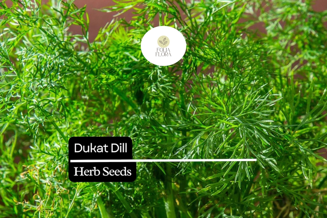 500 Seeds Dukat Dill (anethum Graveolens) – Aromatic Herb for Culinary ...