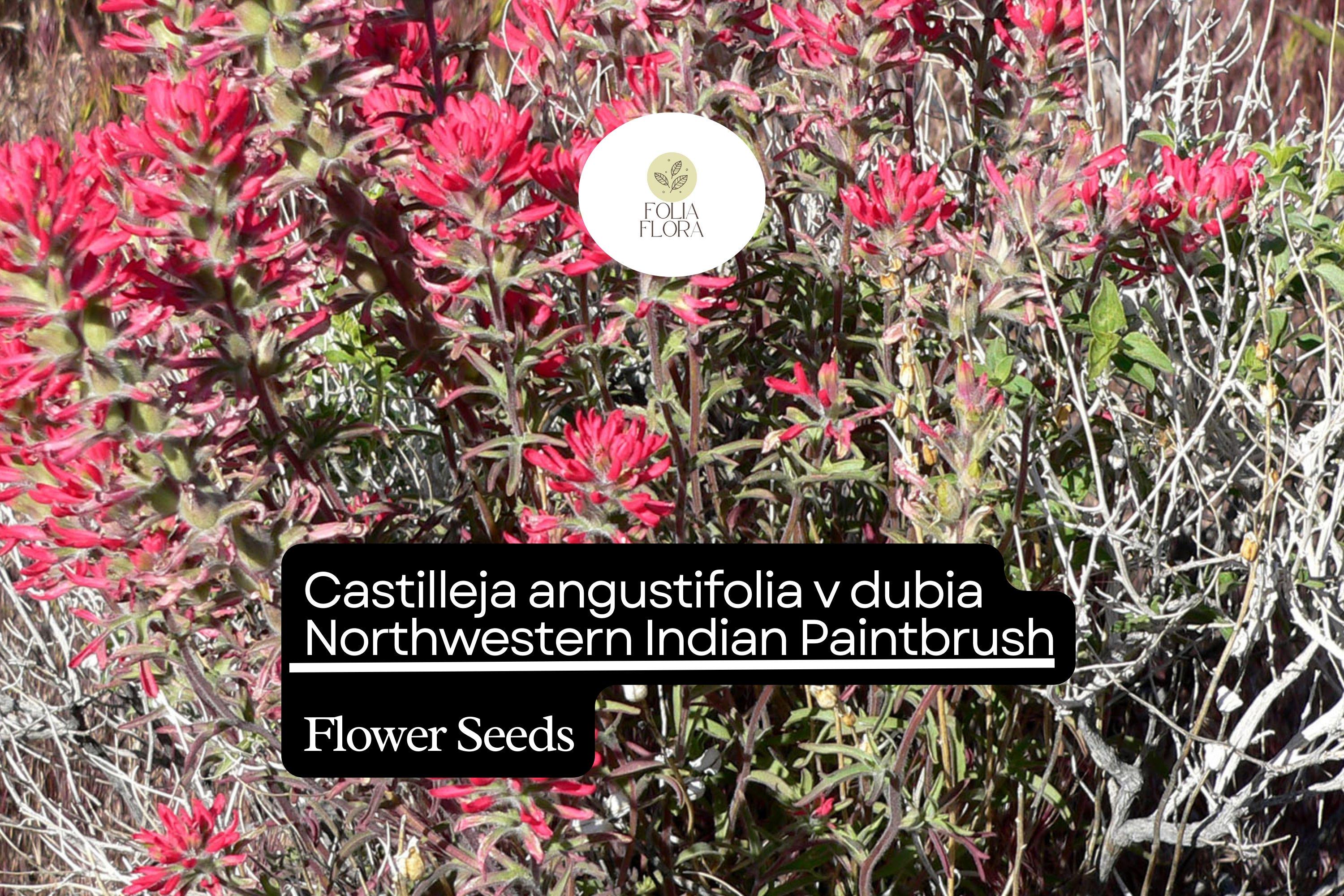 300 Seeds Northwestern Indian Paintbrush Castilleja Angustifolia V ...