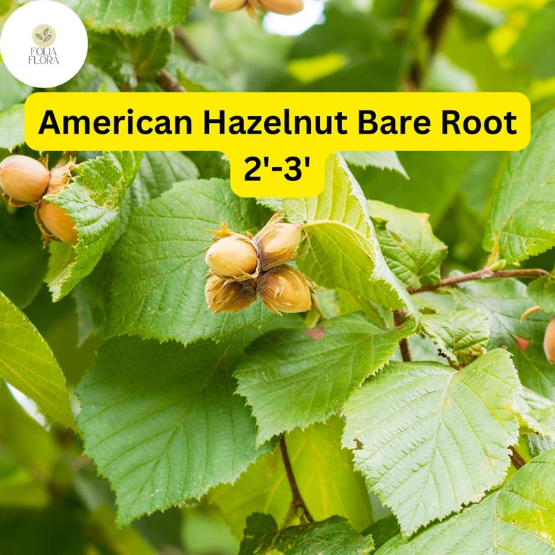 1 American Hazelnut Tree (corylus Americana) – Live Bare Root Plant 2 ...