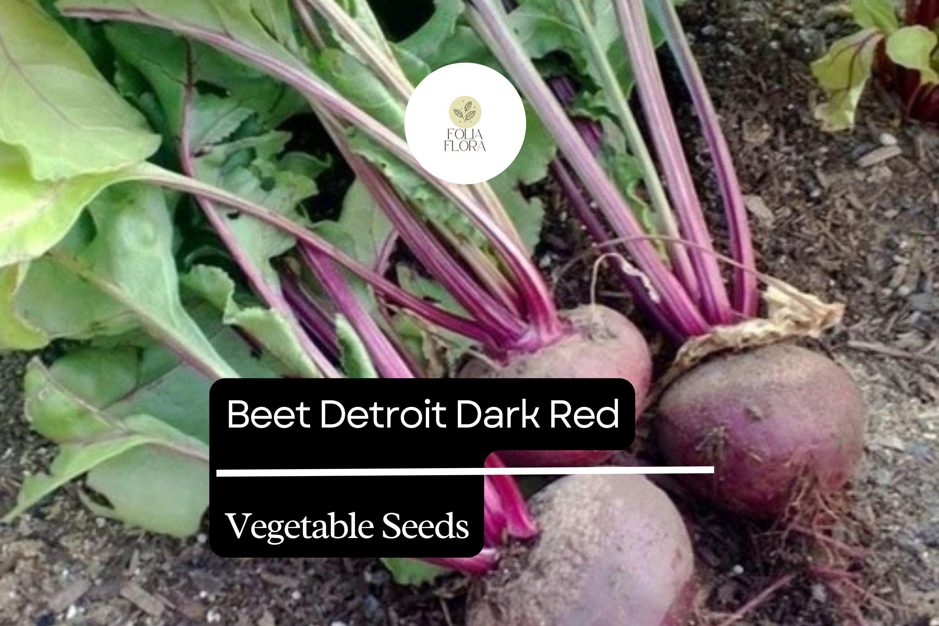 1g Beet Detroit Dark Red Seeds Beta Vulgaris | Heirloom Sweet Beets for ...