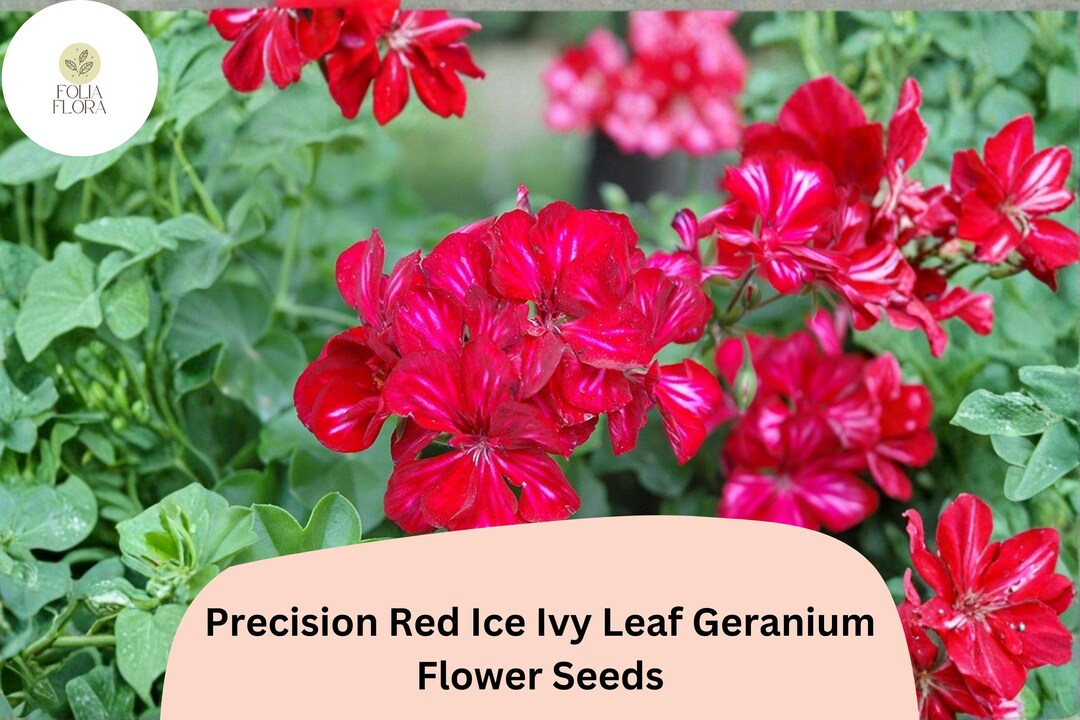 Red Ice Geranium Seeds | Trailing Red & White Flowers - Etsy