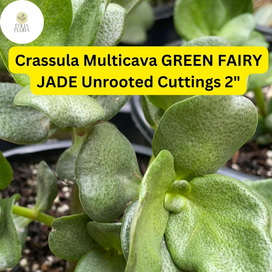 Green Fairy Jade Succulent | 2 Unrooted Cuttings, Easy-care Ground ...