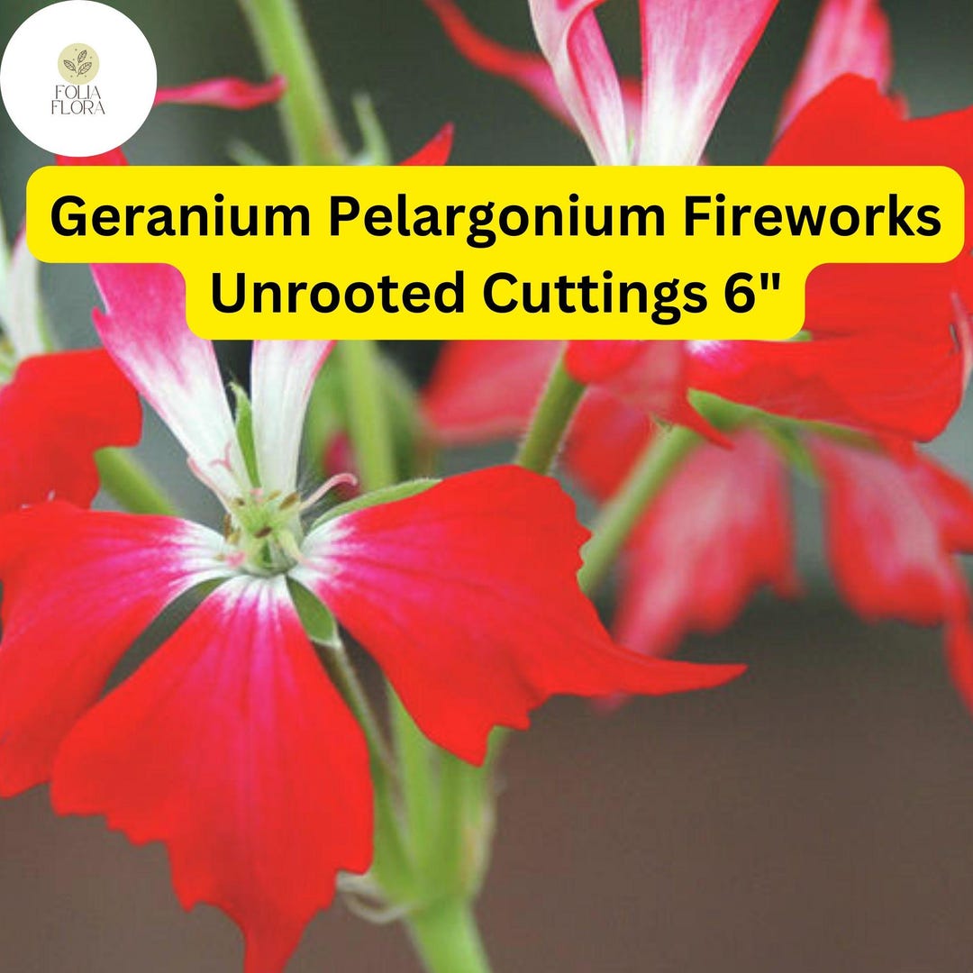 Geranium Pelargonium ‘fireworks Red’ | 3 Live 6” Unrooted Cuttings ...