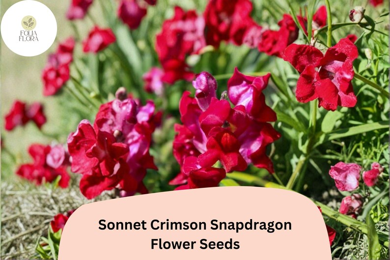 1000+ Sonnet Crimson Snapdragon Seeds | Antirrhinum Majus | Deep Red ...